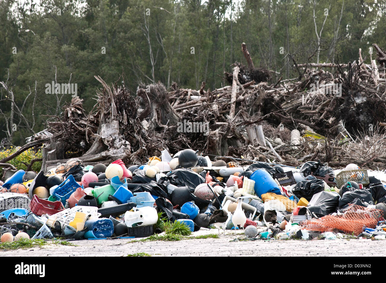 Fifty tons of plastic arrive at Midway each year brought by circular ...