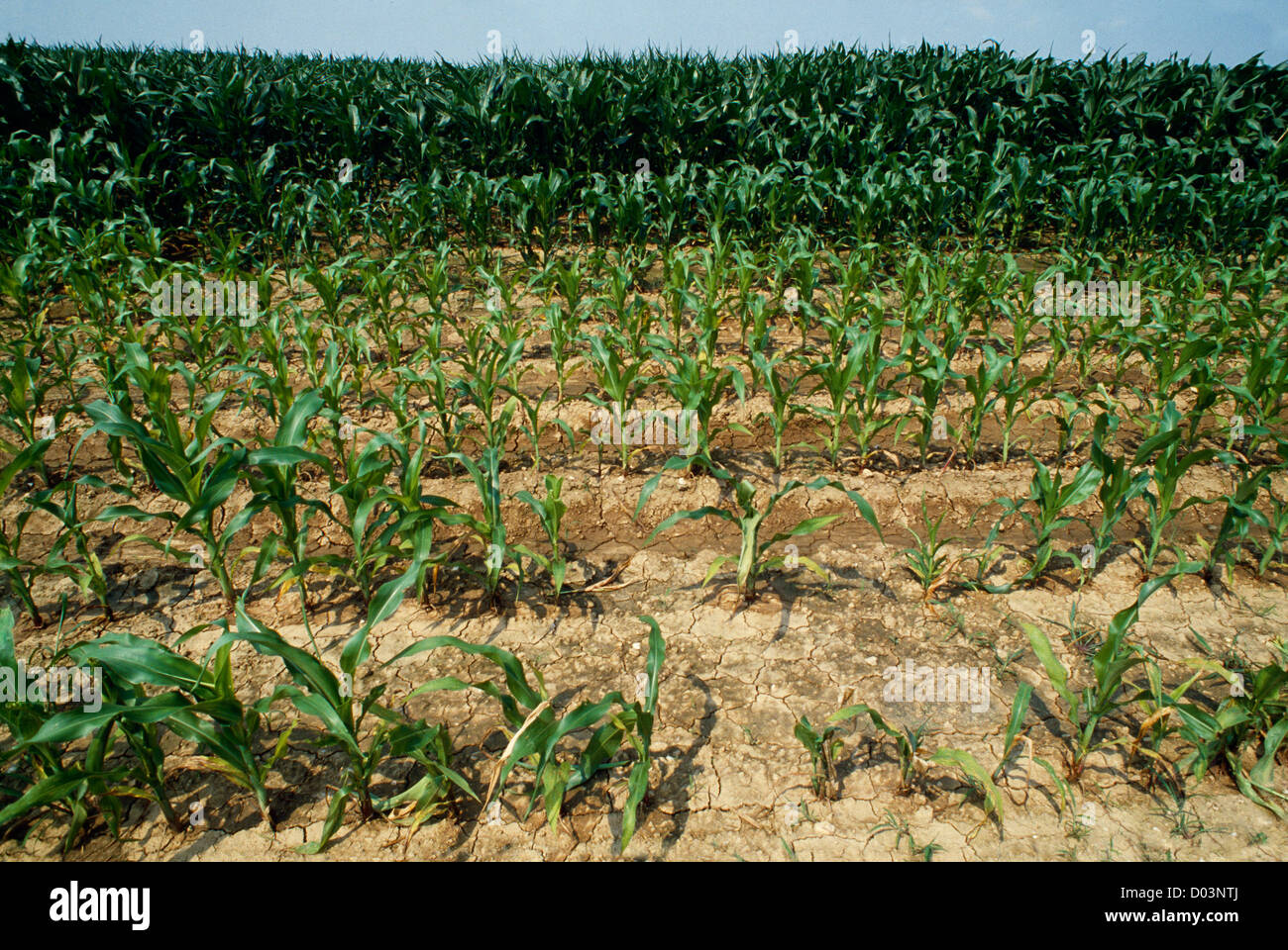 Anaerobic denitrifying bacteria hi-res stock photography and images - Alamy