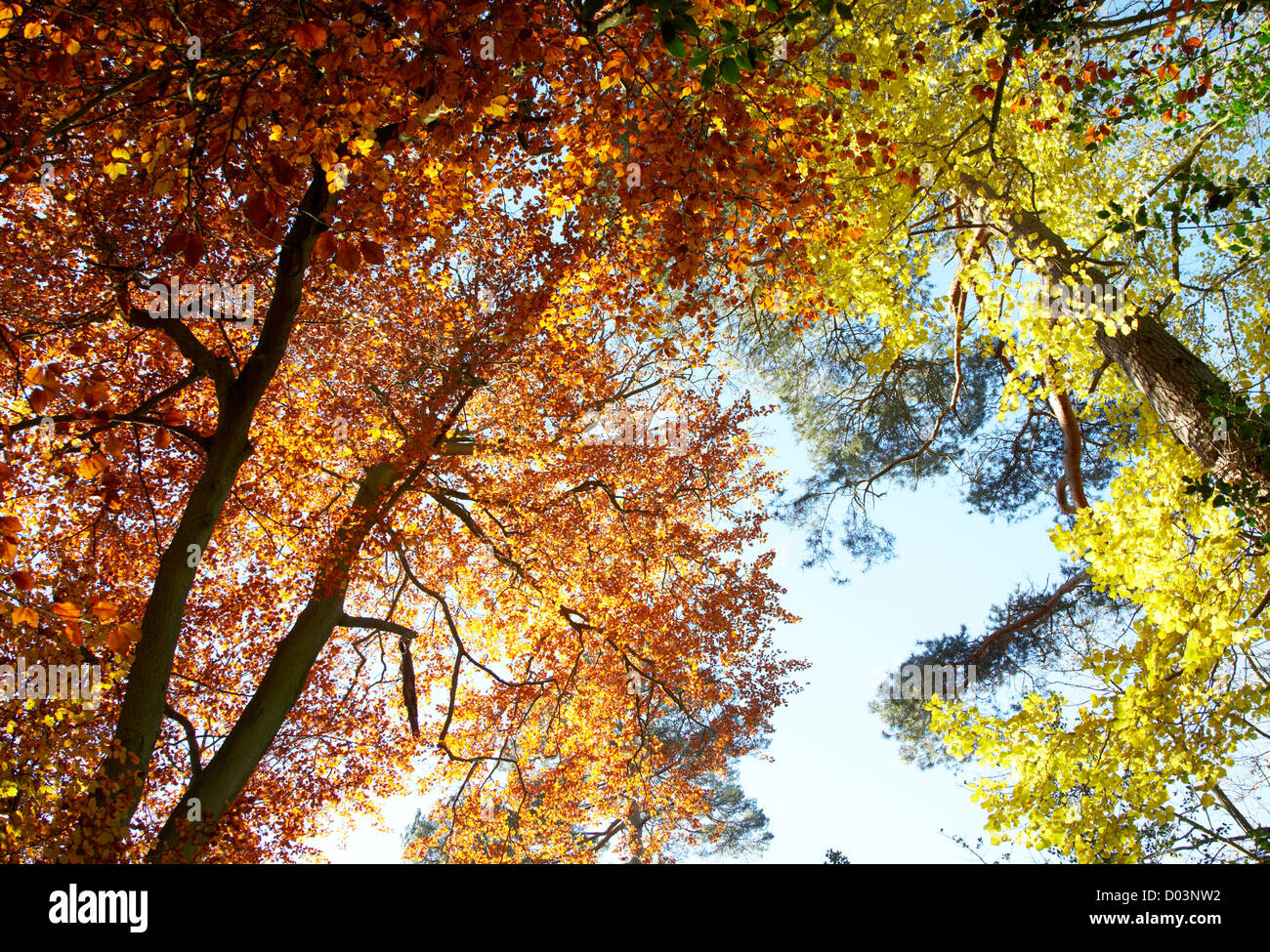 Trees In Autumn Surrey UK Stock Photo - Alamy