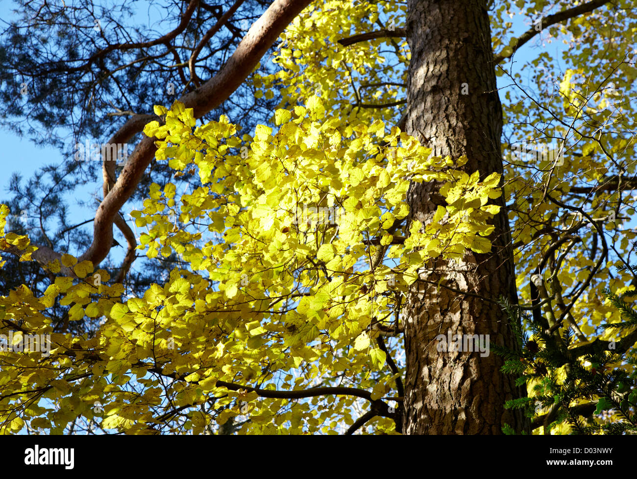 Trees In Autumn Surrey UK Stock Photo - Alamy