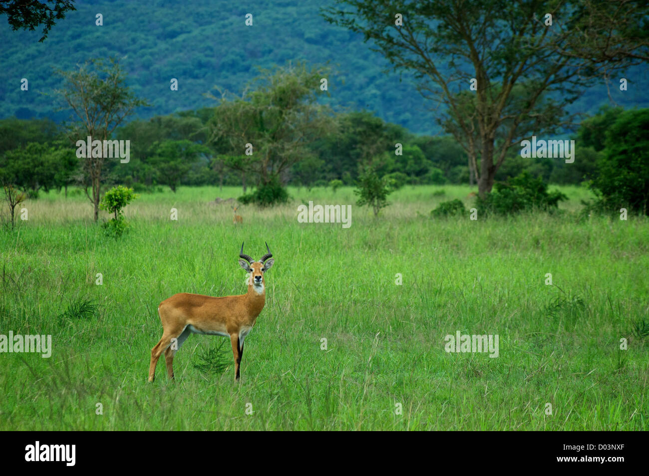 Deer in the grass. Uganda, Africa Stock Photo - Alamy