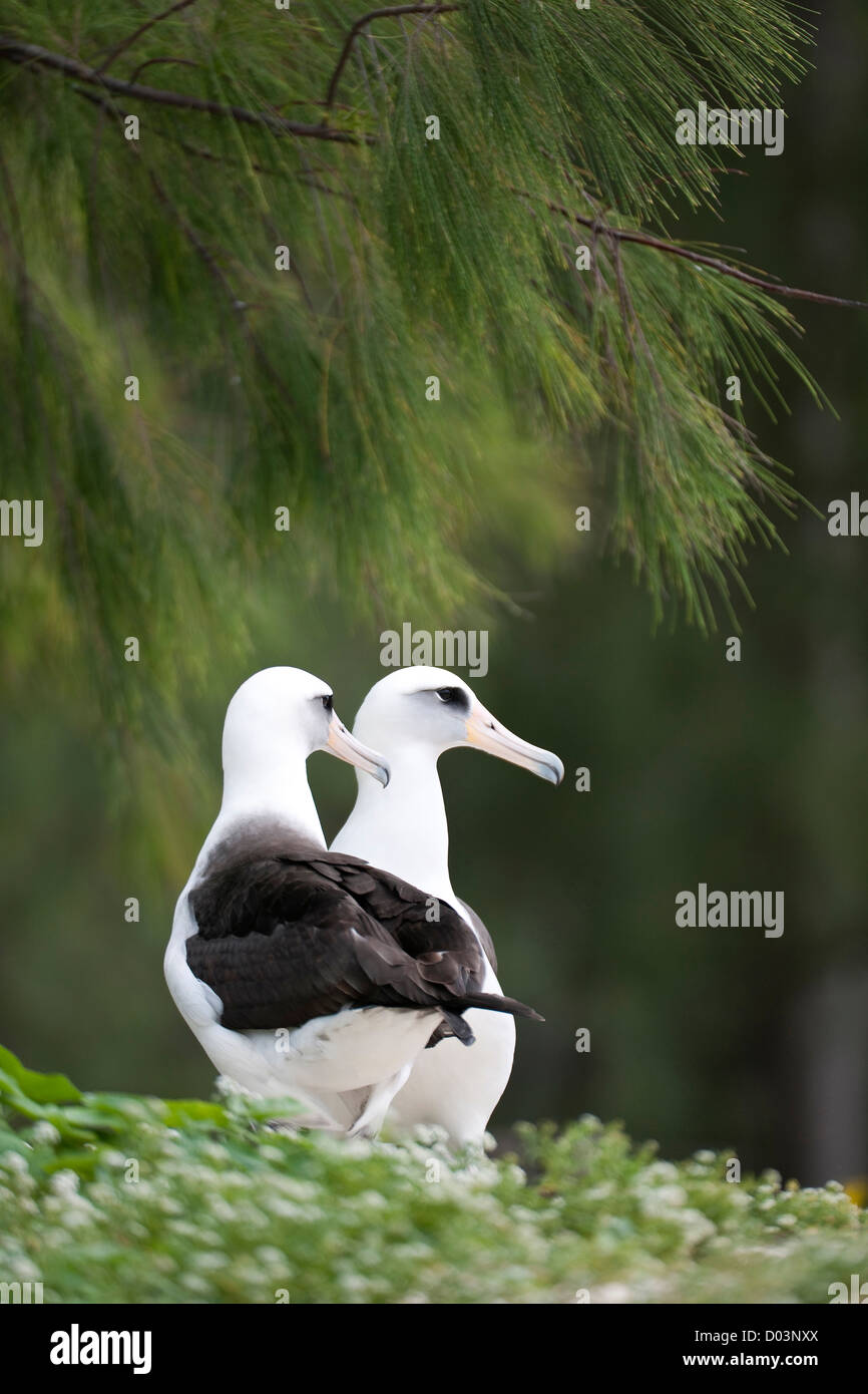Albatross couple love hi-res stock photography and images - Alamy
