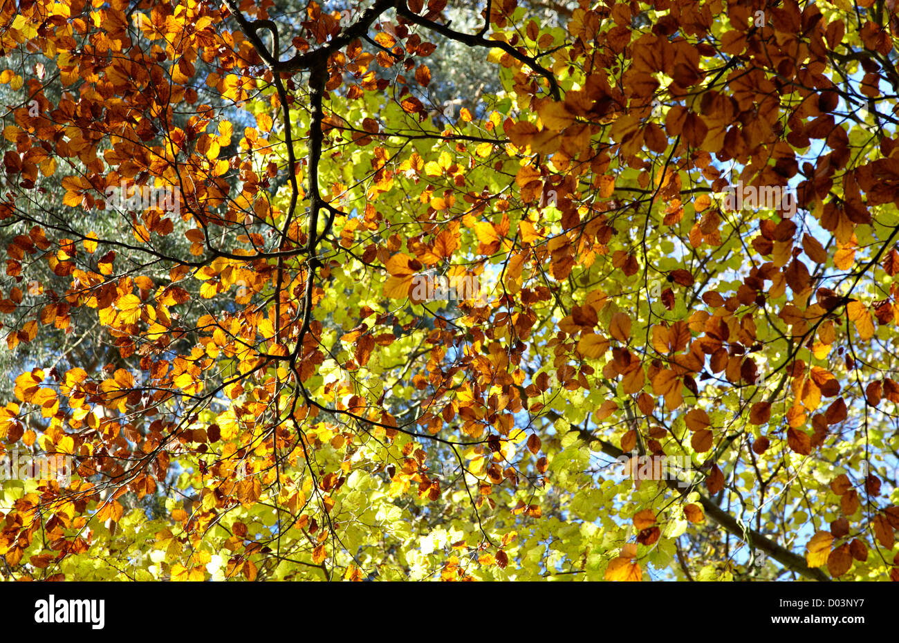 Trees In Autumn Surrey UK Stock Photo - Alamy