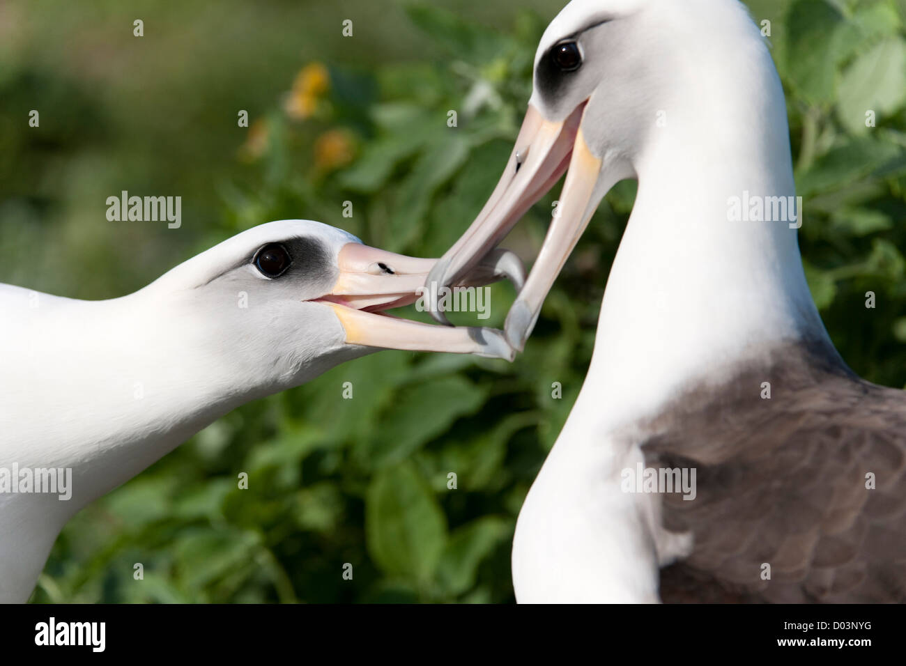 Albatross couple love hi-res stock photography and images - Alamy