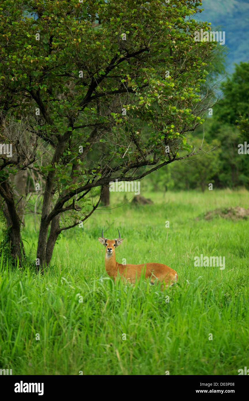 Deer in the grass. Uganda, Africa Stock Photo - Alamy