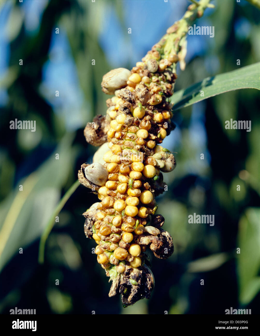 Corn roots damaged by insects hi-res stock photography and images - Alamy