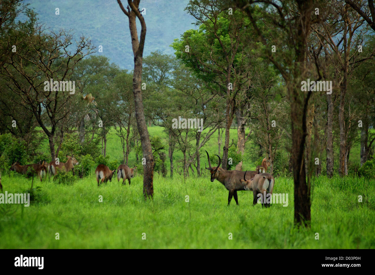 Deers in the trees. Uganda, Africa Stock Photo - Alamy