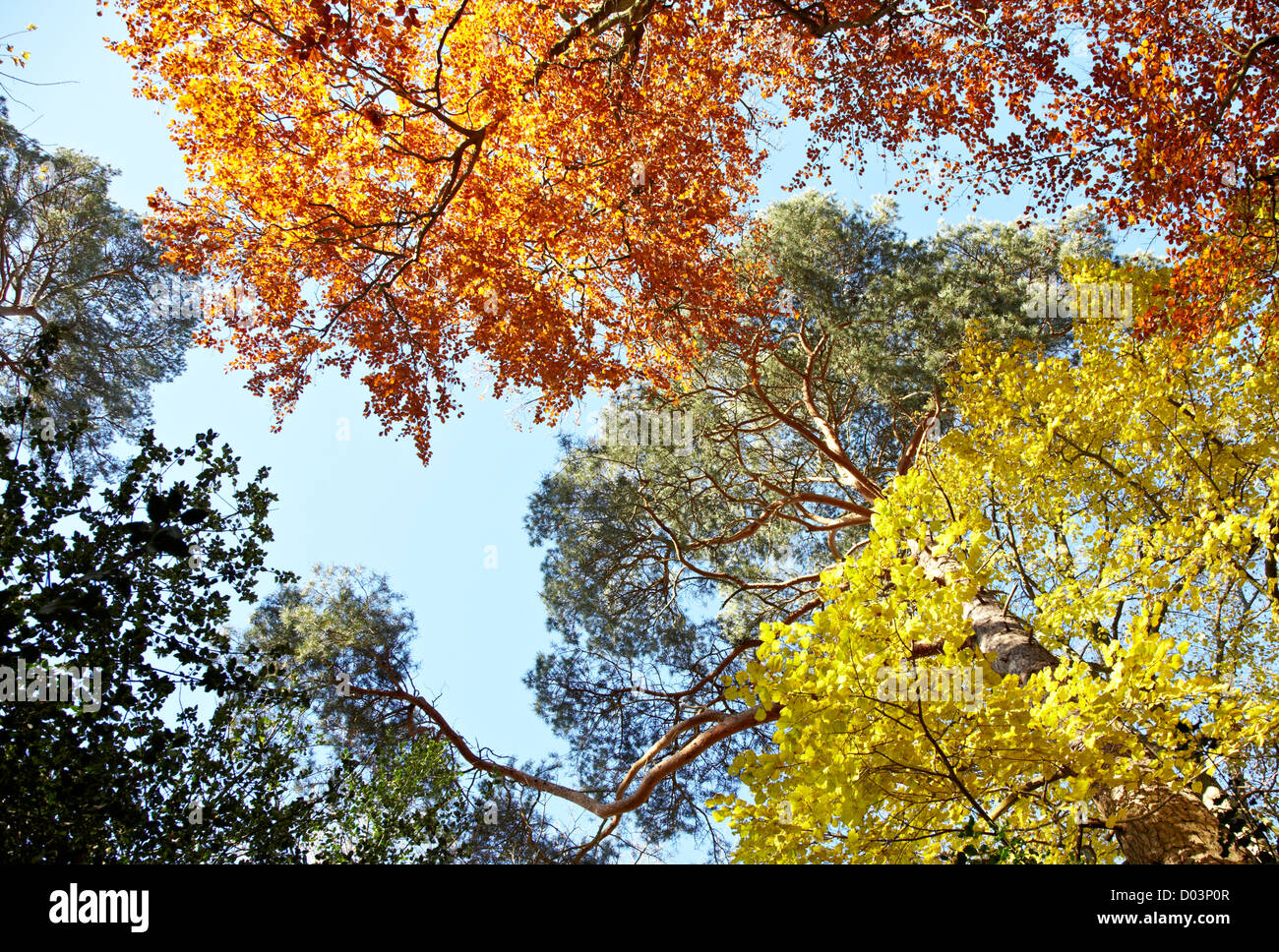 Trees In Autumn Surrey UK Stock Photo - Alamy
