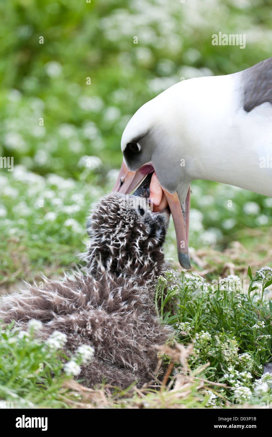 Albatross plastic hi-res stock photography and images - Alamy