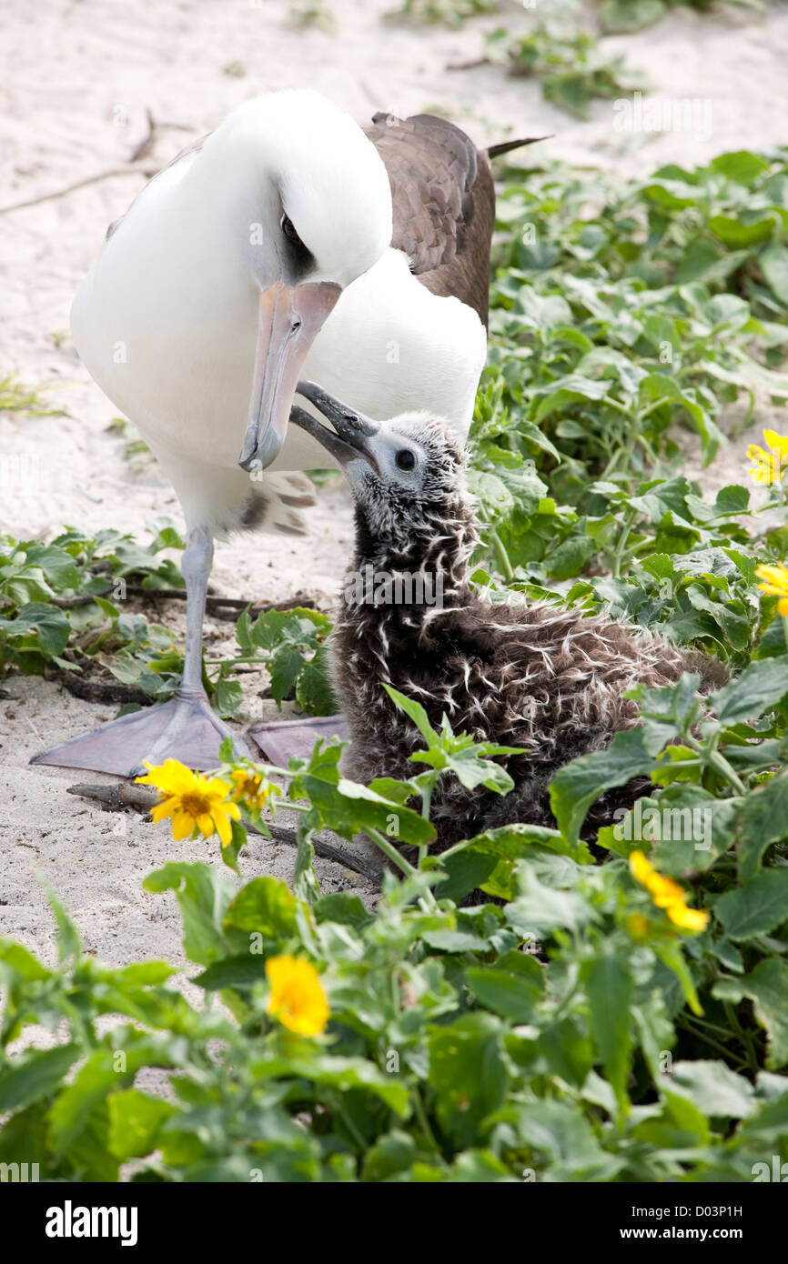 Albatross plastic hi-res stock photography and images - Alamy