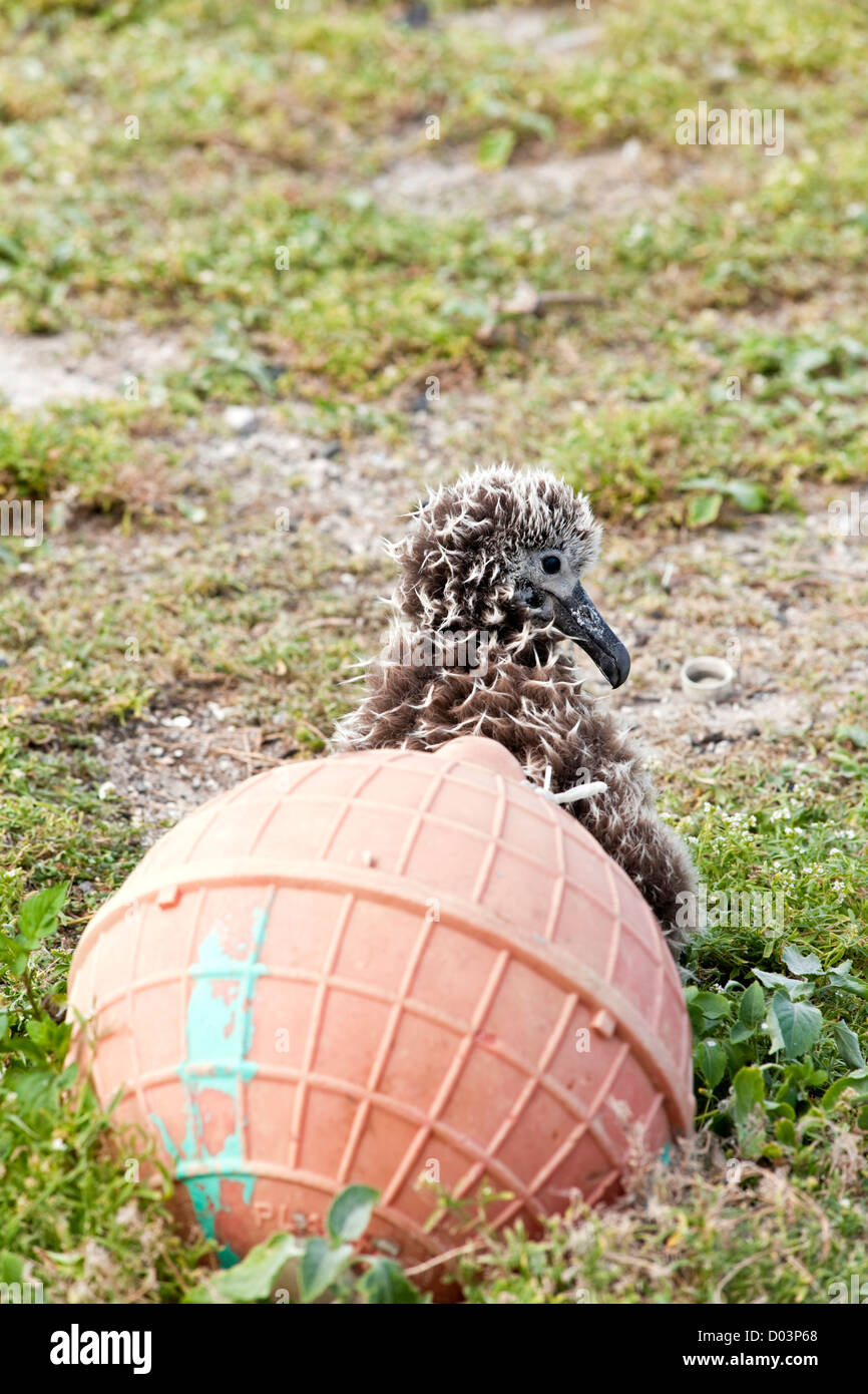 Albatross plastic hi-res stock photography and images - Alamy