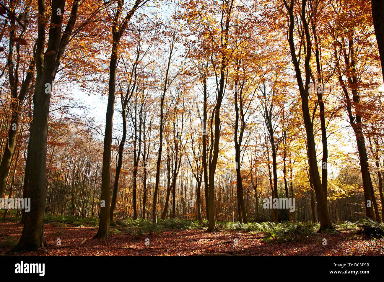 Trees In Autumn Surrey UK Stock Photo - Alamy