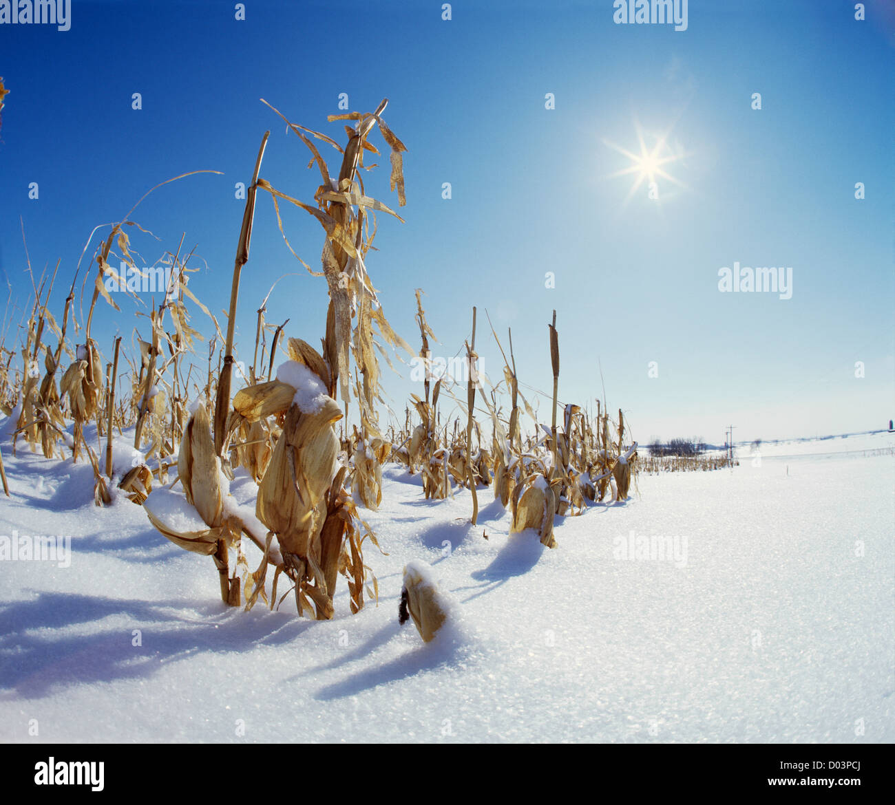 Unharvested grain hi-res stock photography and images - Alamy