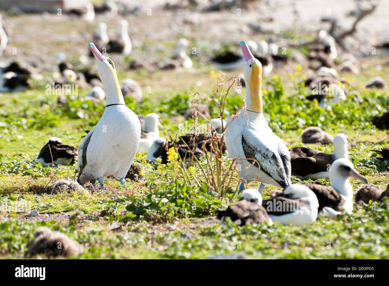 Short-tailed Albatross (Phoebastria albatrus) decoys. This species is ...