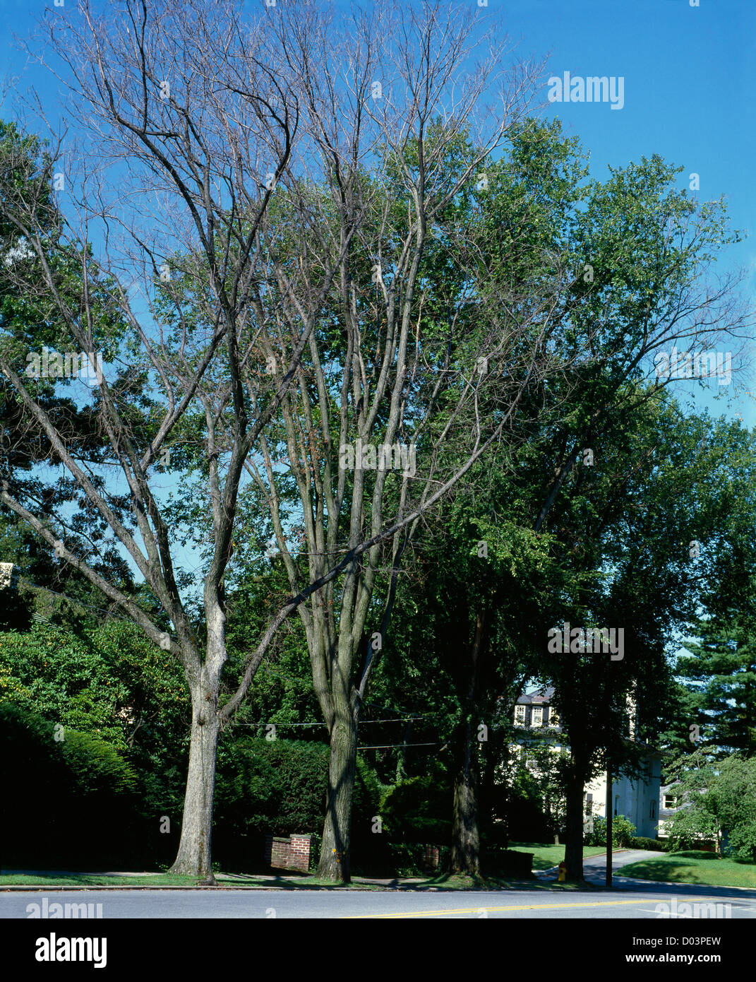 DUTCH ELM DISEASE (CERATOCYSTIS ULMI) A FUNGUS ON AMERICAN ELM (ULMUS ...