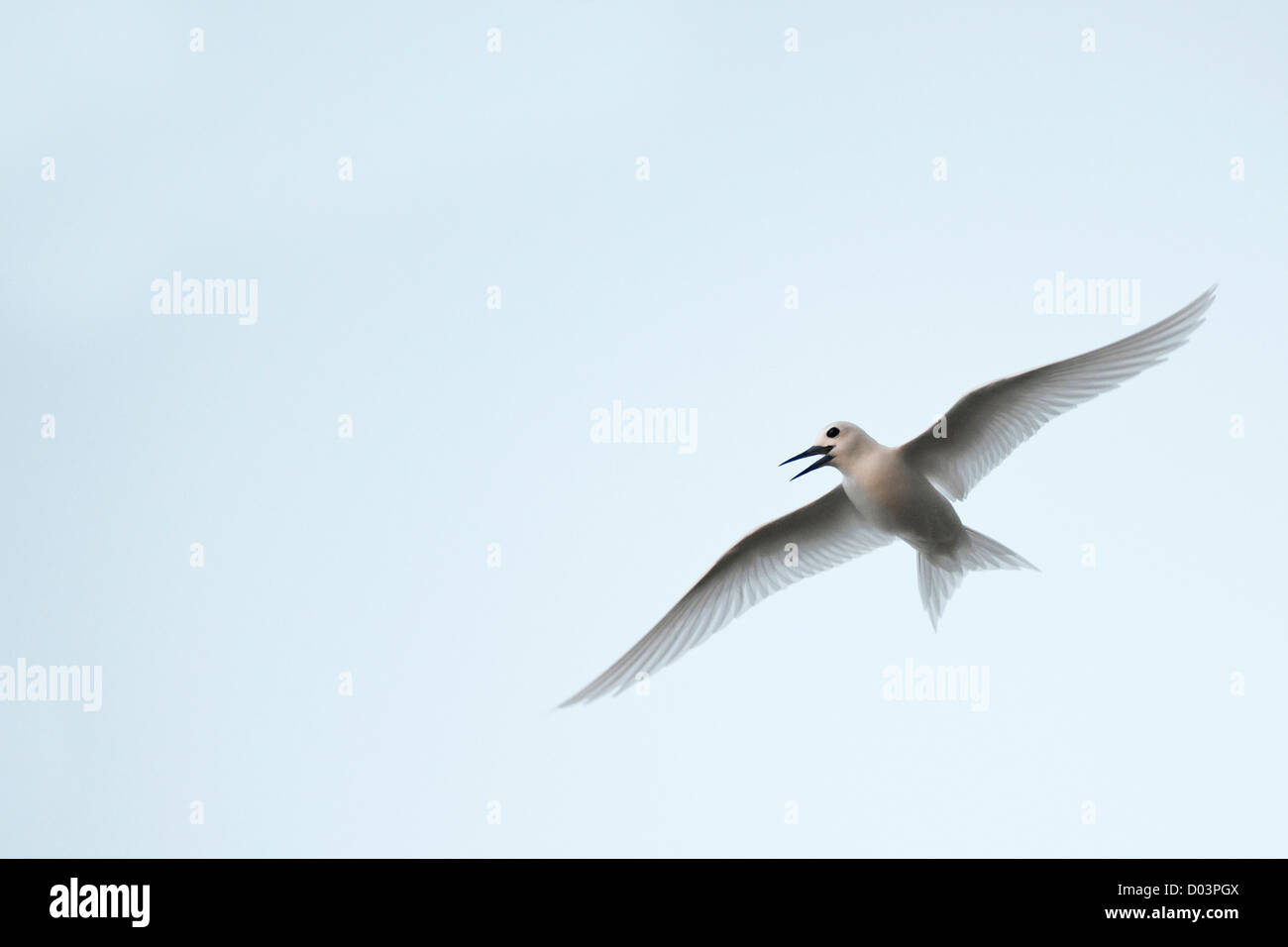 White Tern (Gygis alba rothschildi) in flight Stock Photo - Alamy