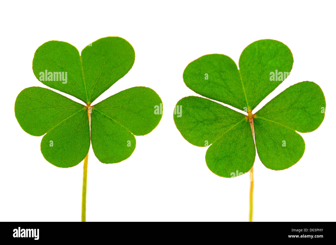 Three leaf clover hi-res stock photography and images - Alamy