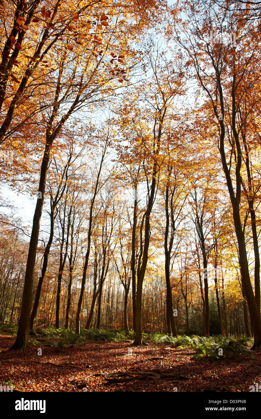 Trees In Autumn Surrey UK Stock Photo - Alamy