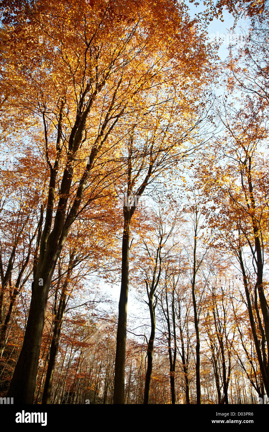 Trees In Autumn Surrey UK Stock Photo - Alamy