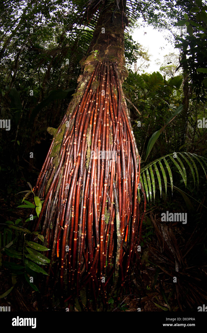 plant tree roots detail at amazon forest anavilhanas protected area ...