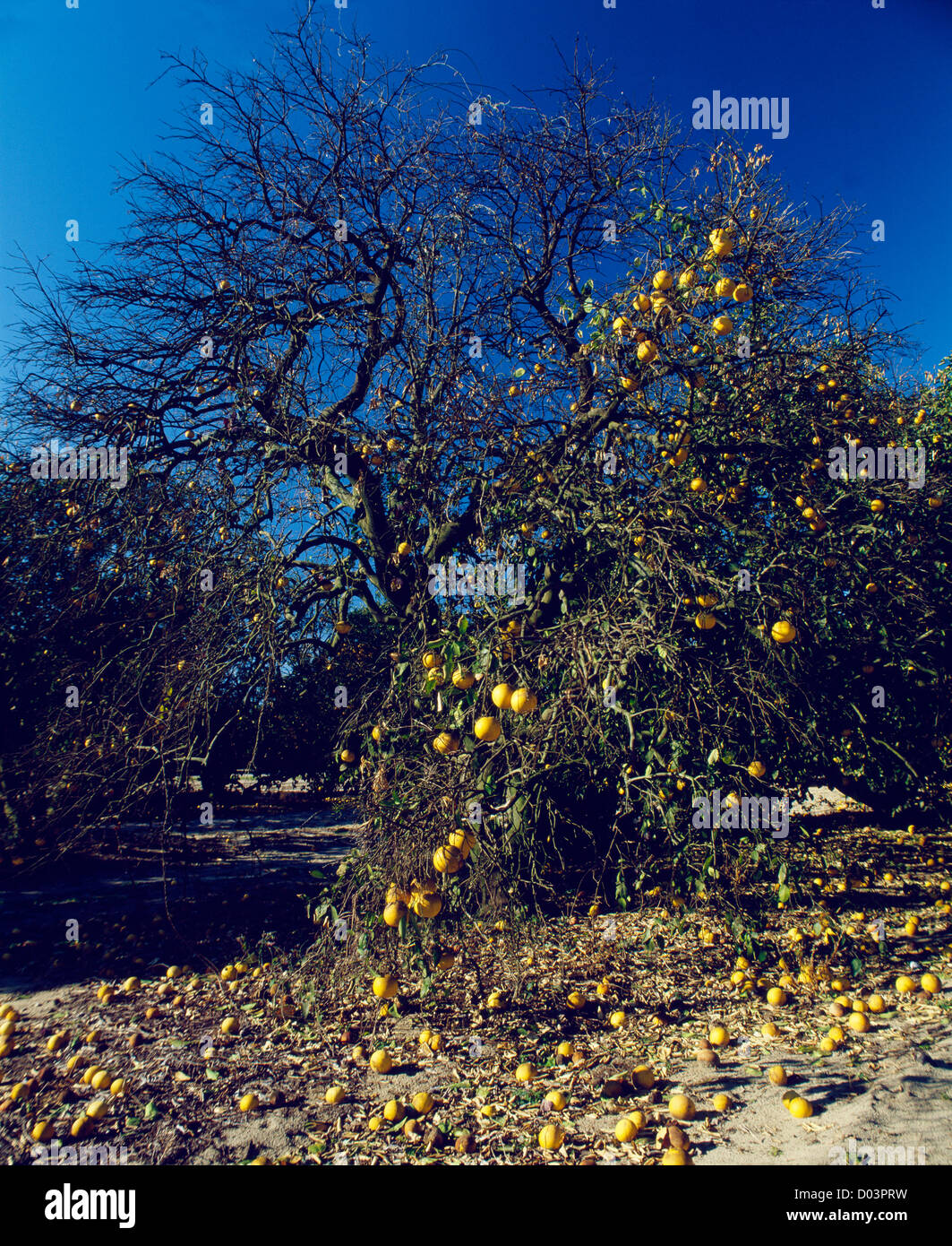 Citrus grove frost hi-res stock photography and images - Alamy