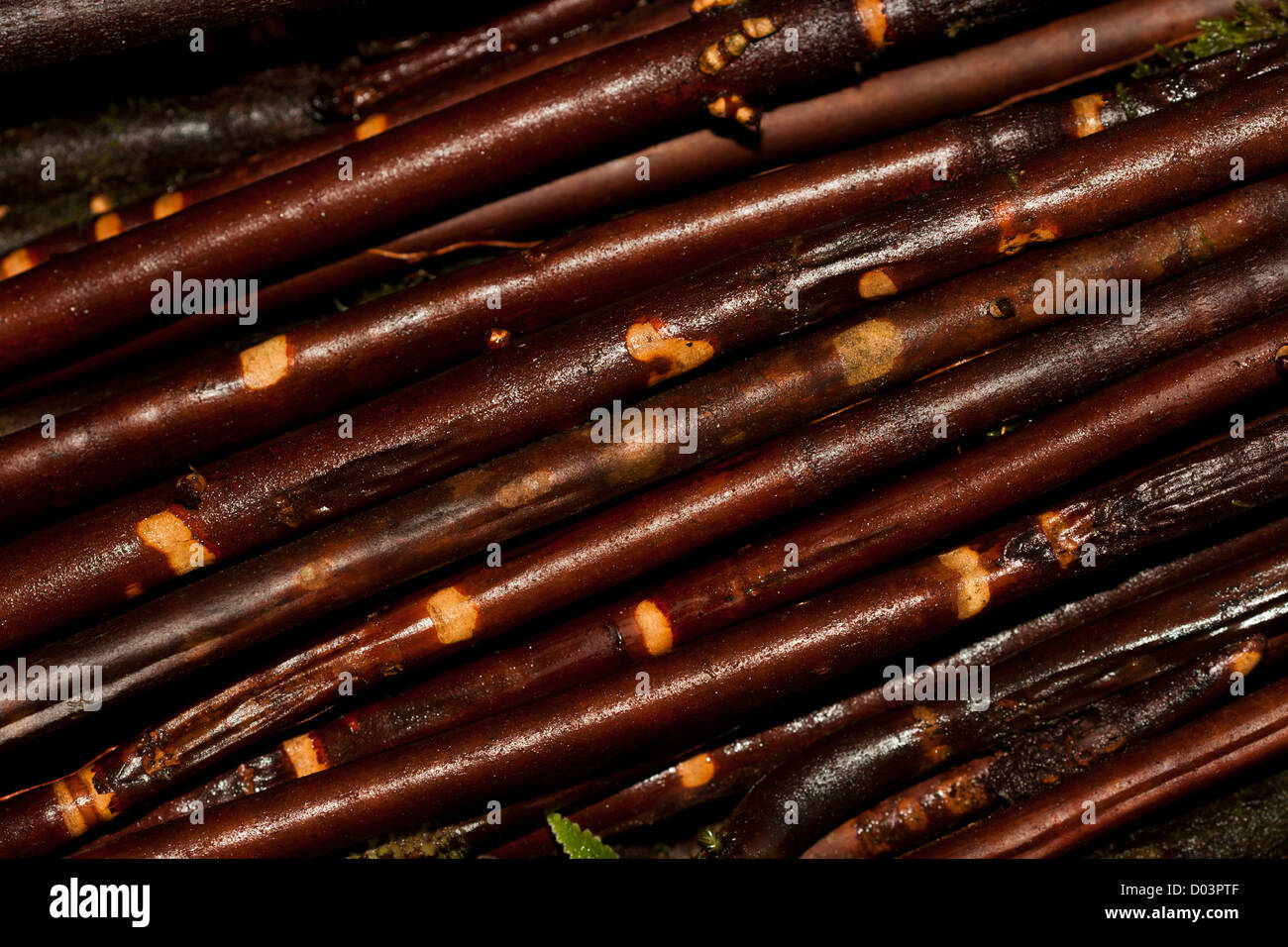 plant tree roots detail at amazon forest anavilhanas protected area ...