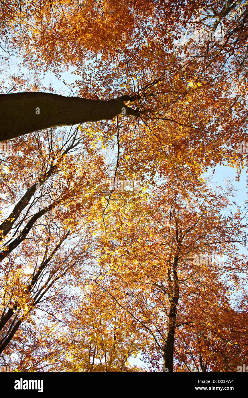 Trees In Autumn Surrey UK Stock Photo - Alamy