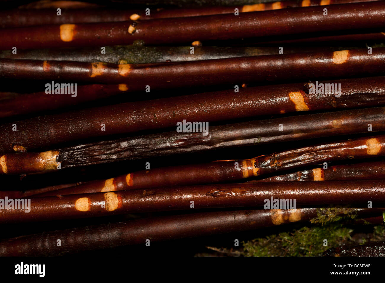 plant tree roots detail at amazon forest anavilhanas protected area ...
