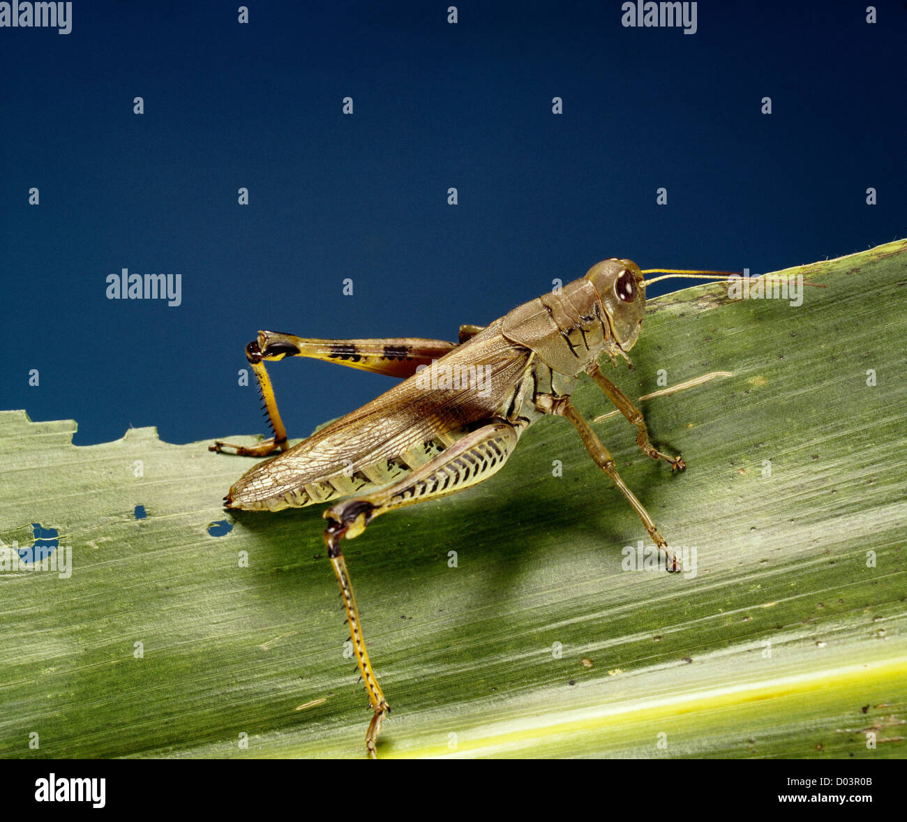 DIFFERENTIAL GRASSHOPPER (MELANOPLUS DIFFERENTIALIS) ADULT ON CORN ...
