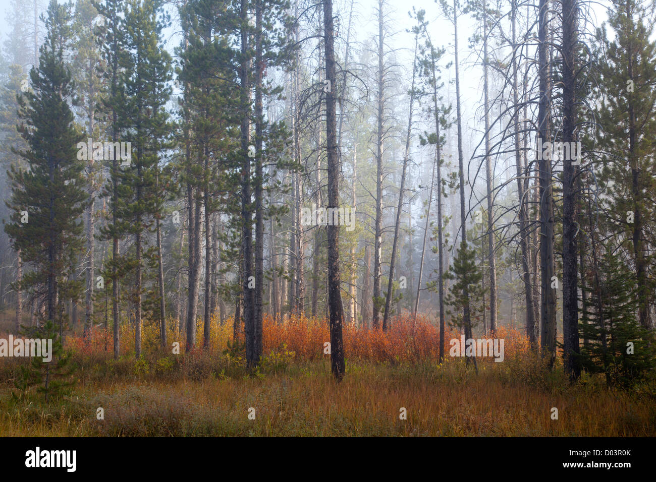 Idaho, Sawtooth National Recreation Area, Challis National Forest ...