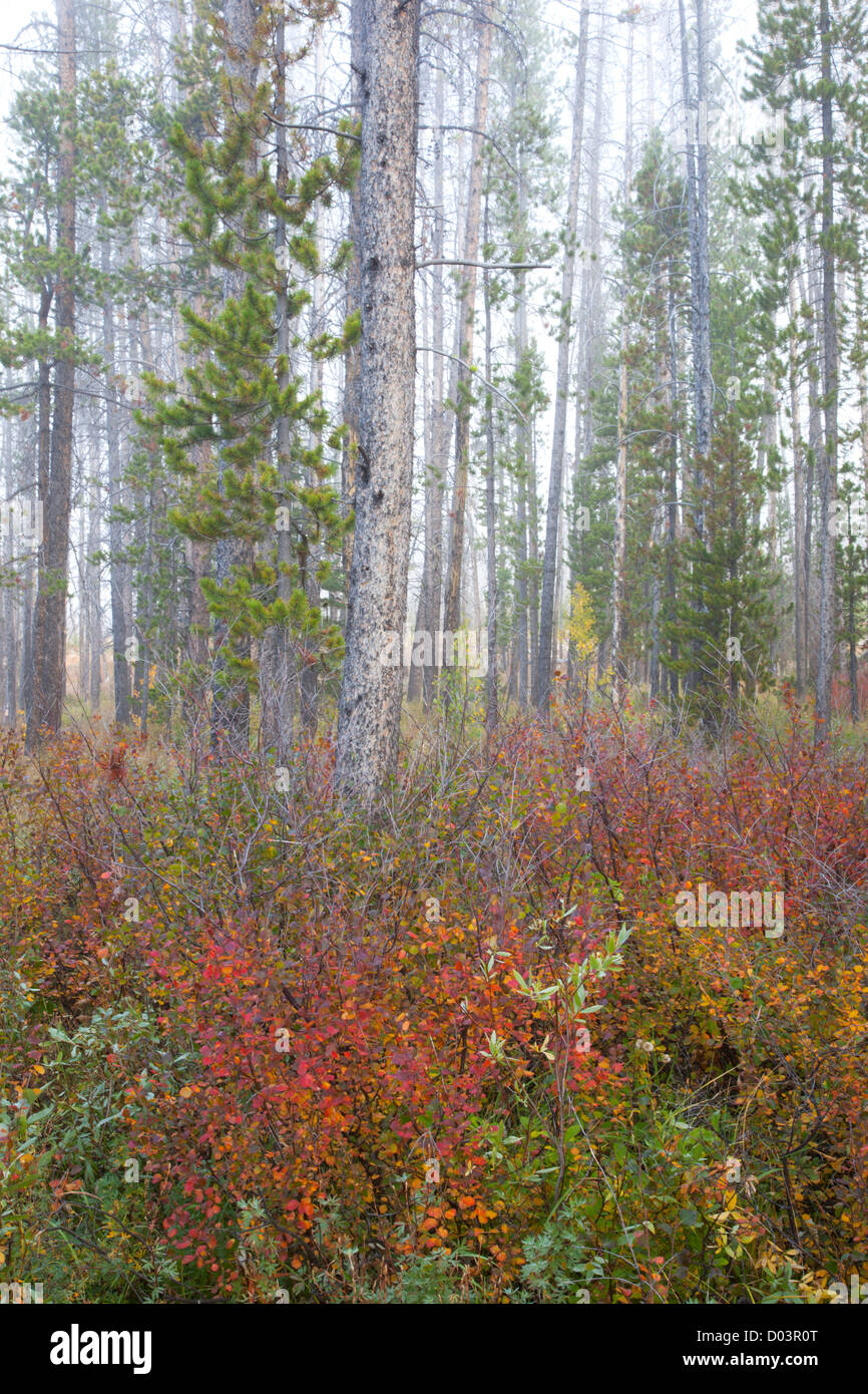 Idaho, Sawtooth National Recreation Area, Challis National Forest ...