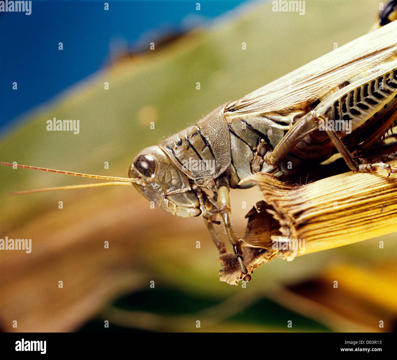 DIFFERENTIAL GRASSHOPPER (MELANOPLUS DIFFERENTIALIS) ADULT ON CORN ...