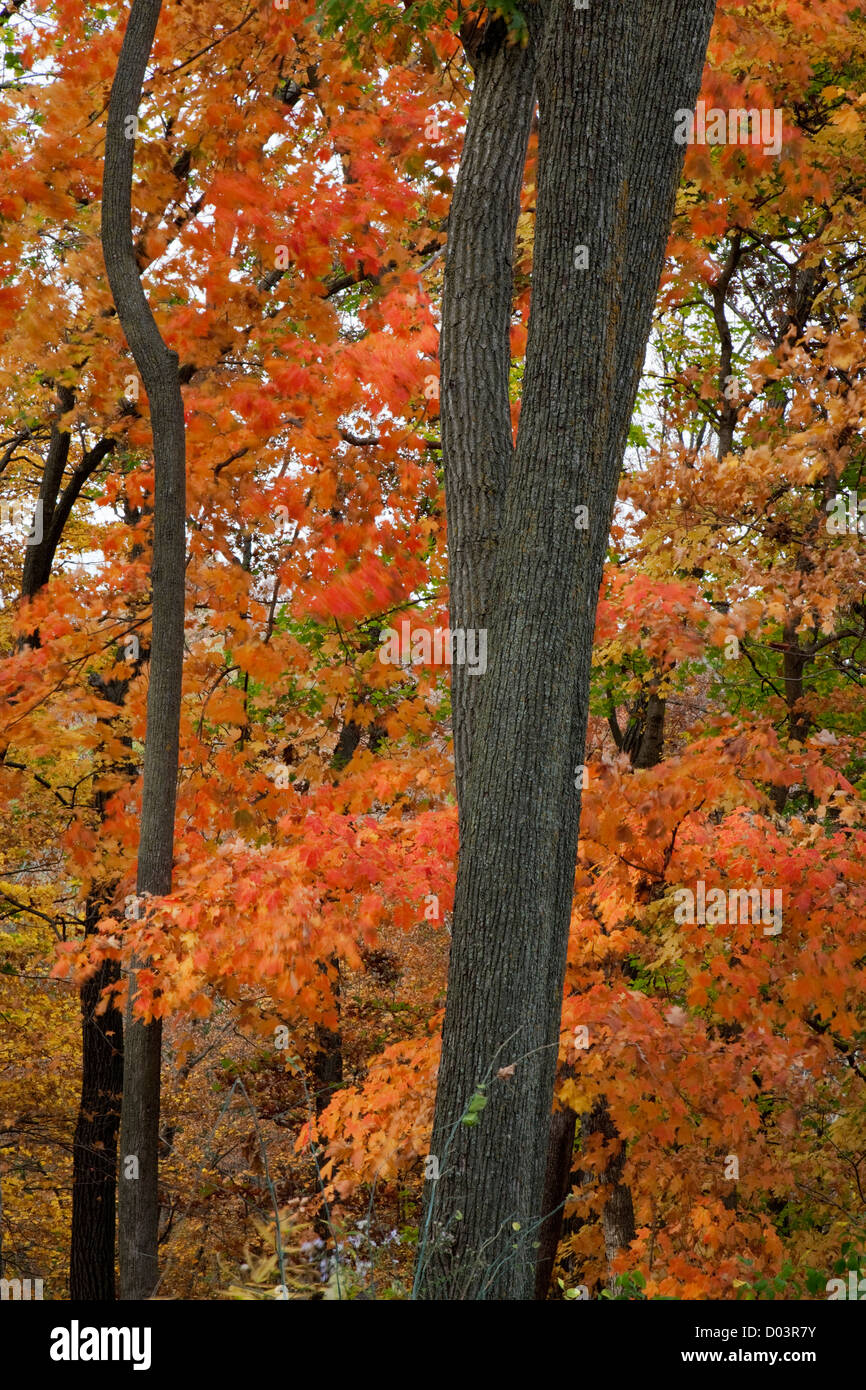 Iowa, Effigy Mounds National Monument, trees along trail to Great Bear ...