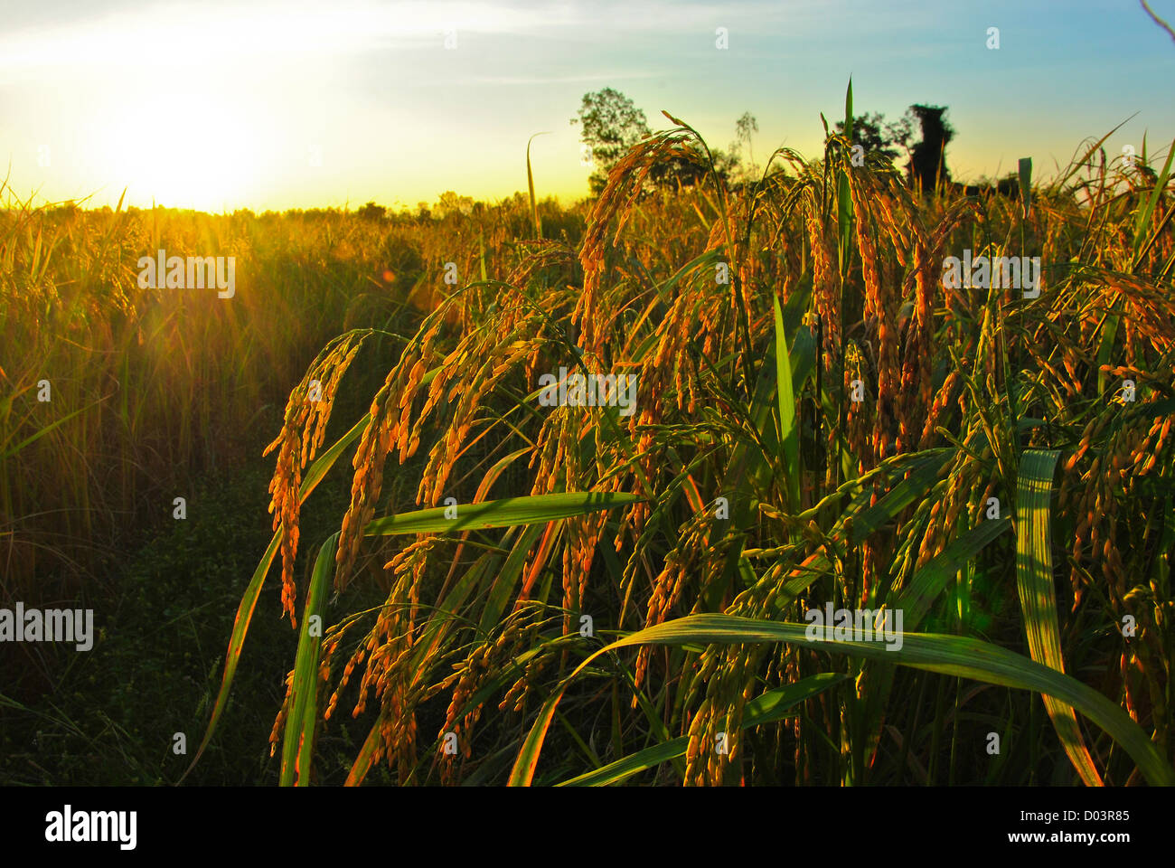 Sunset over rice field Stock Photo - Alamy