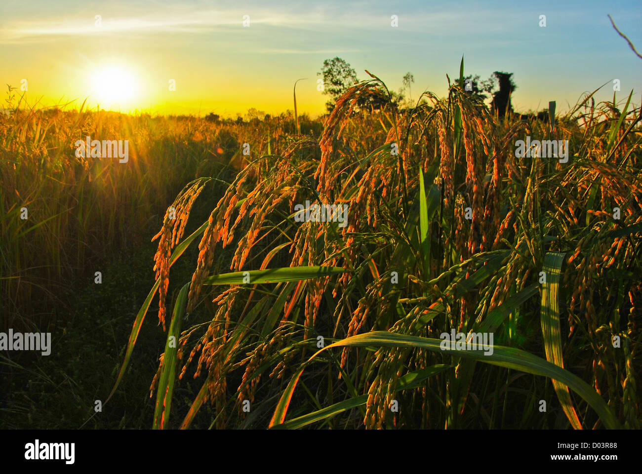 Sunset over rice field Stock Photo - Alamy