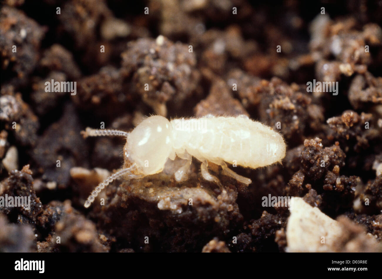 Eastern subterranean termite reticulitermes hi-res stock photography ...