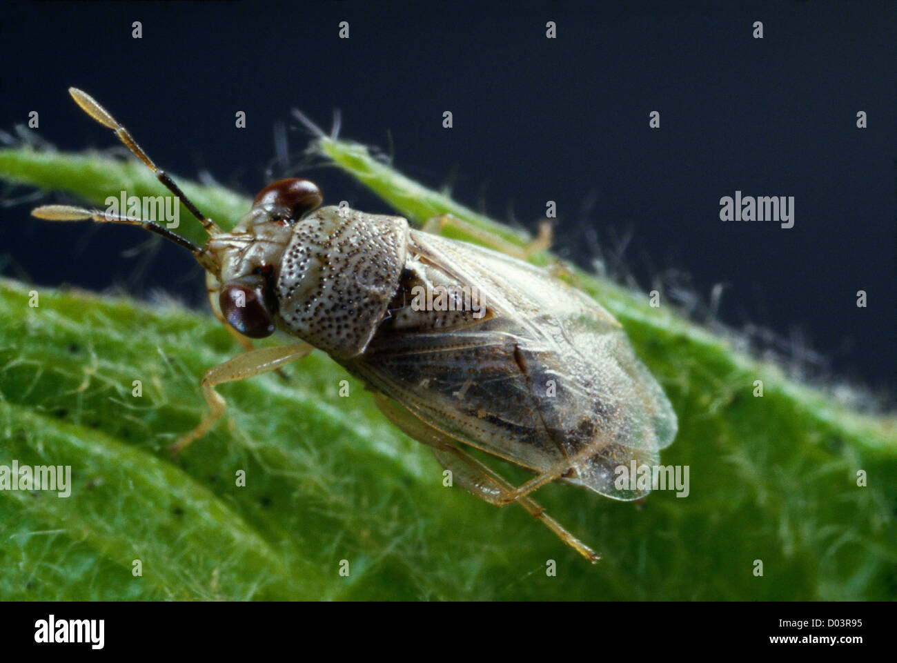 BIG-EYED BUG (GEOCORIS PALLENS) ADULT ON COTTON BENEFICIAL, BOTH ADULTS ...