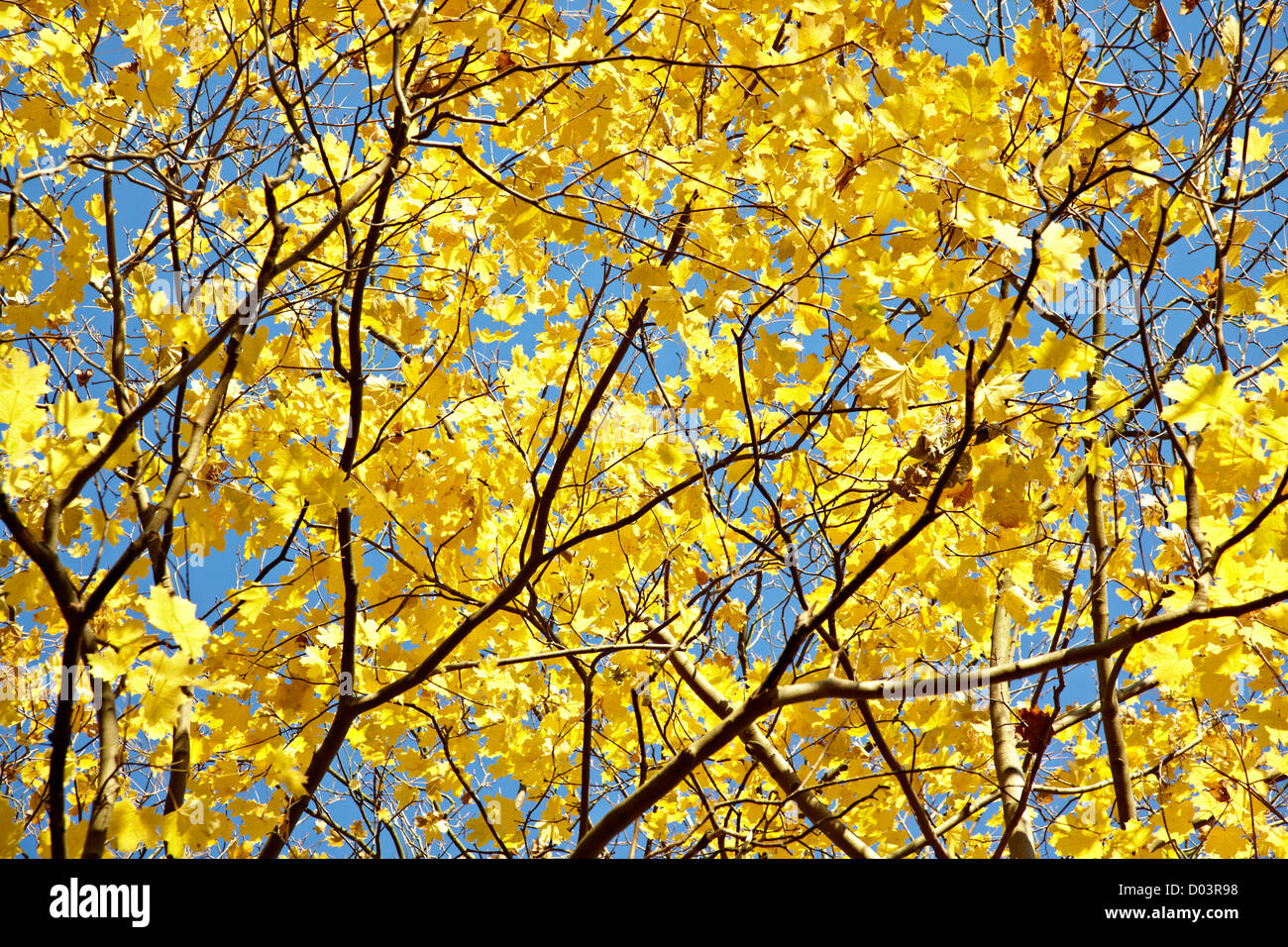 Trees In Autumn Surrey UK Stock Photo - Alamy