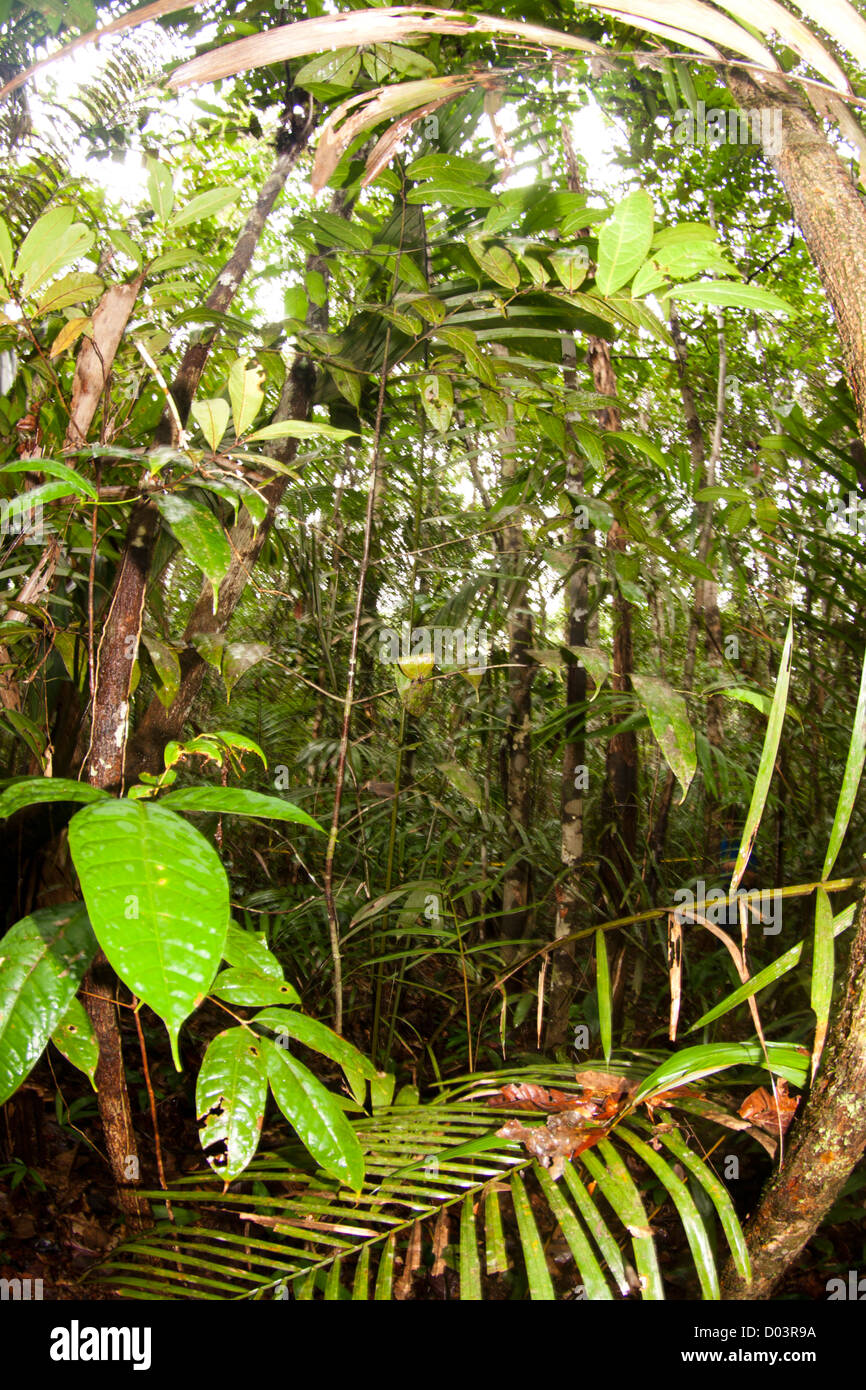 Amazon forest at Anavilhanas protected area, Amazonas satate, north ...