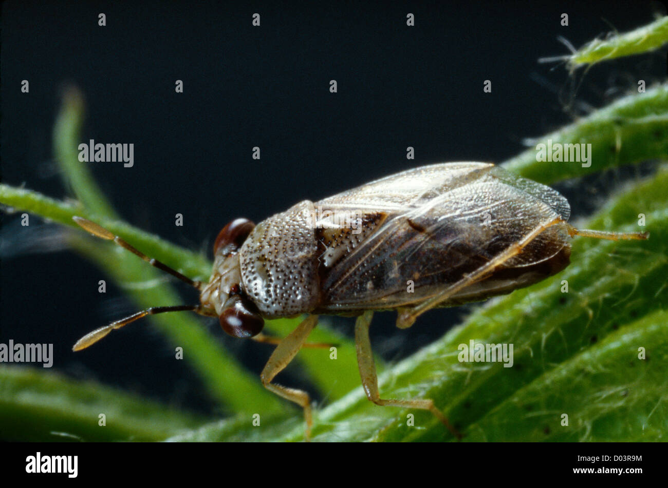 BIG-EYED BUG (GEOCORIS PALLENS) ADULT ON COTTON BENEFICIAL, BOTH ADULTS ...