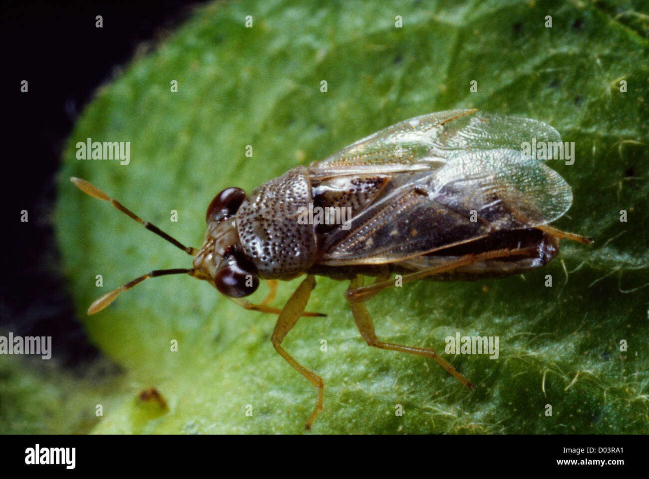 BIG-EYED BUG (GEOCORIS PALLENS) ADULT ON COTTON BENEFICIAL, BOTH ADULTS ...