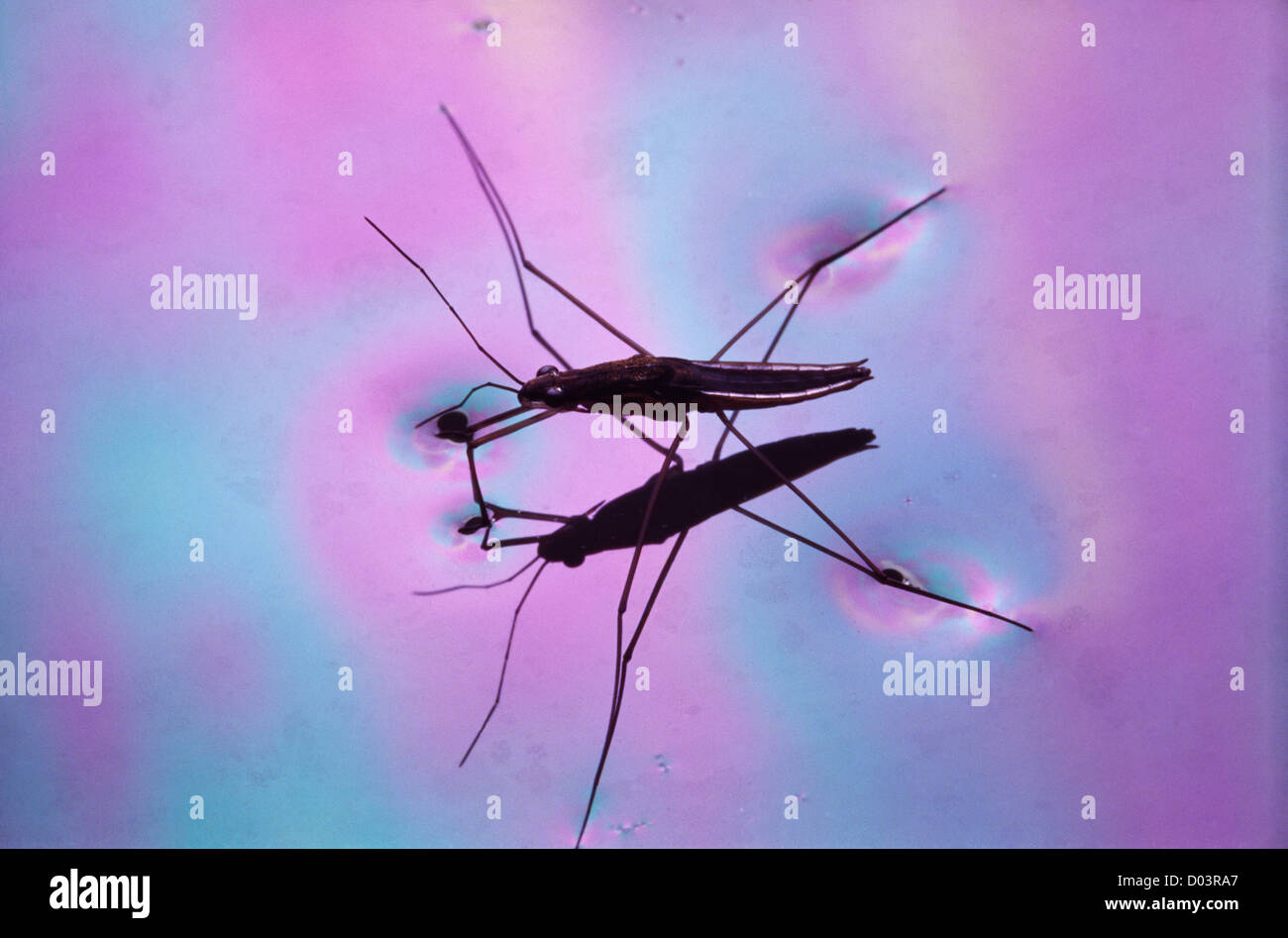 Jesus bug hi-res stock photography and images - Alamy