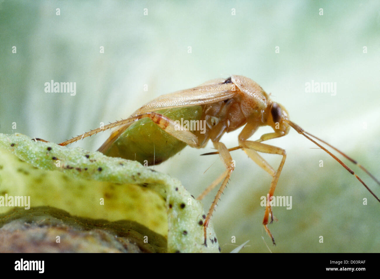 TARNISHED PLANT BUG OR LYGUS BUG (LYGUS HESPERUS) ON COTTON SQUARE ...