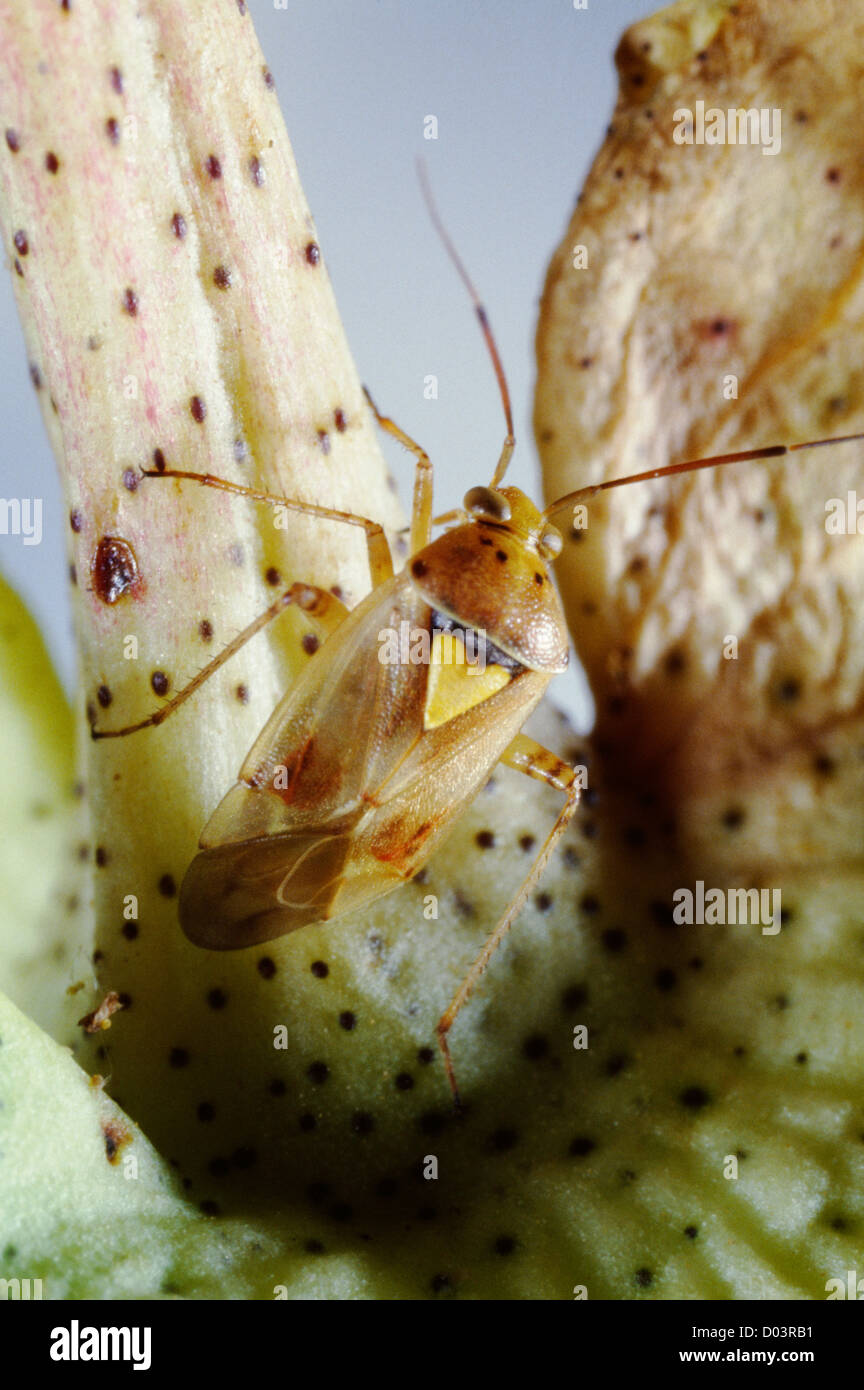 Hesperus High Resolution Stock Photography and Images - Alamy