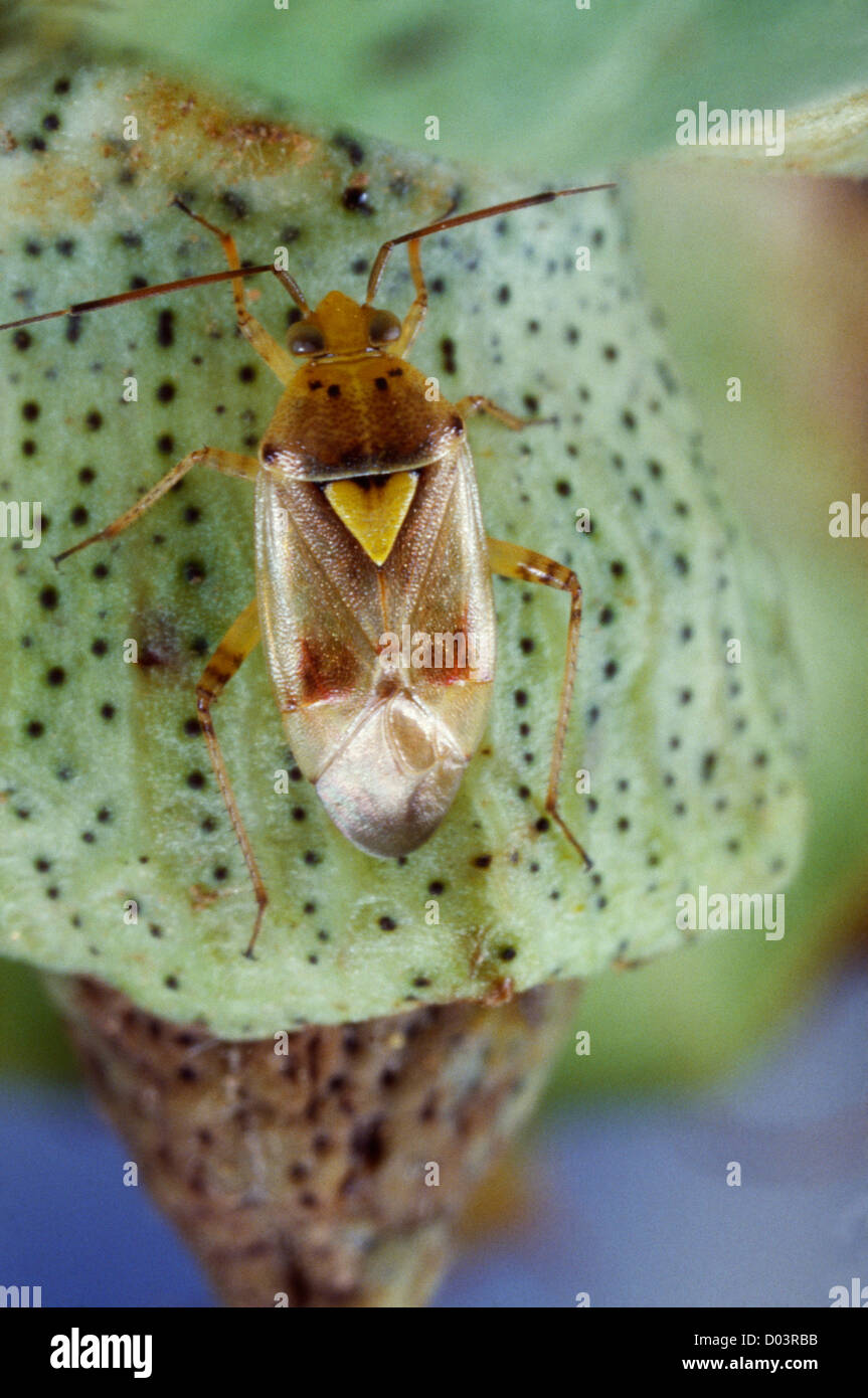 TARNISHED PLANT BUG LYGUS BUG (LYGUS HESPERUS) ON COTTON SQUARE-FLOWER ...