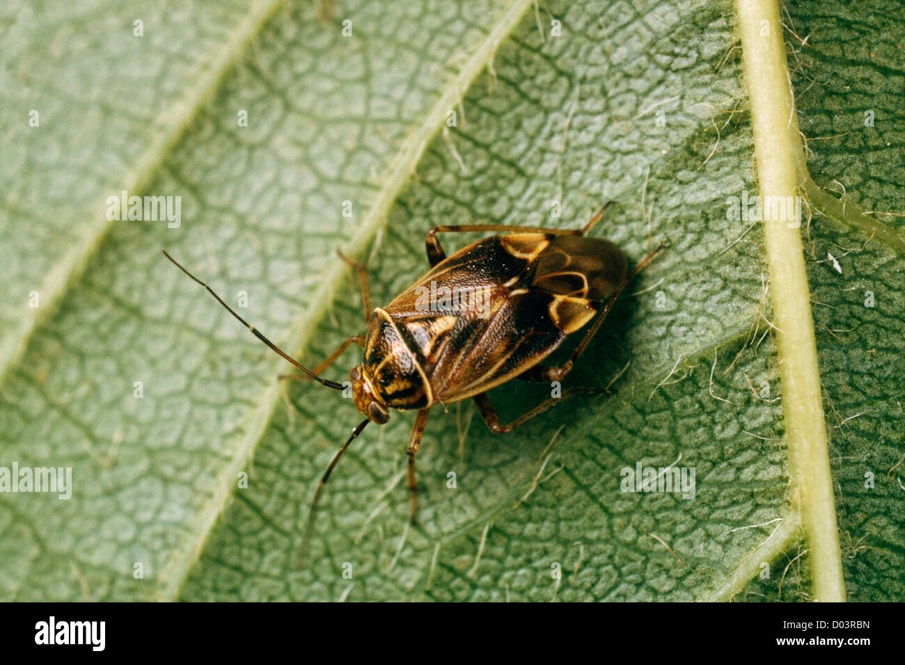TARNISHED PLANT BUG (LYGUS LINEOLARIS) ADULT ON PLANT LEAF; DESTRUCTIVE ...