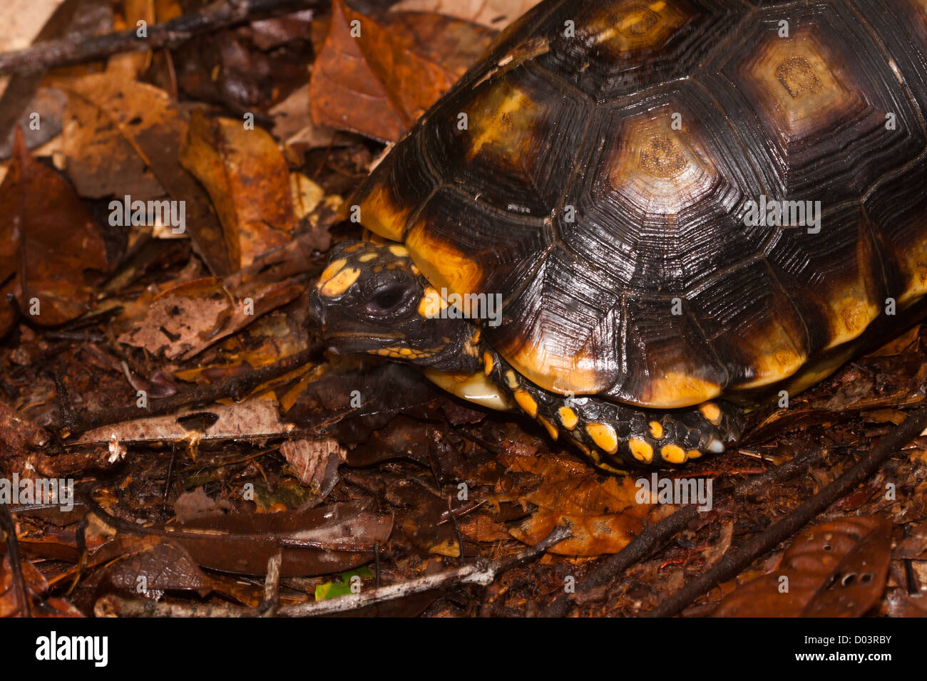 small tortoise in the Anavilhanas national protected area, Amazon state ...