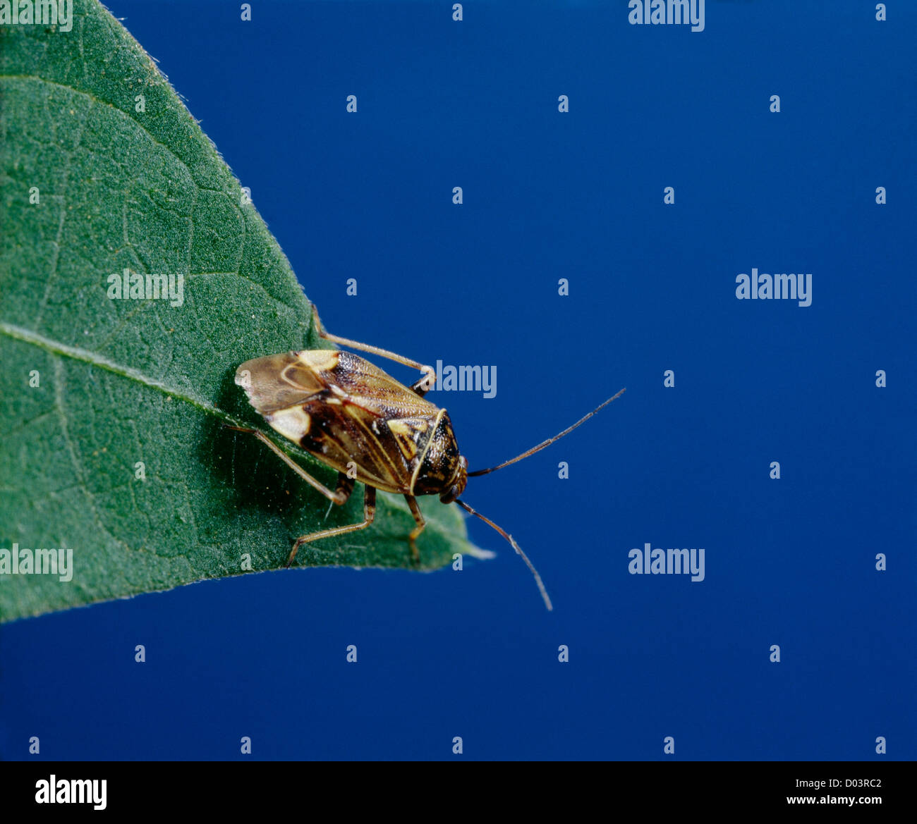 TARNISHED PLANT BUG LYGUS BUG (LYGUS LINEOLARIS) LIMA BEAN LEAF ...