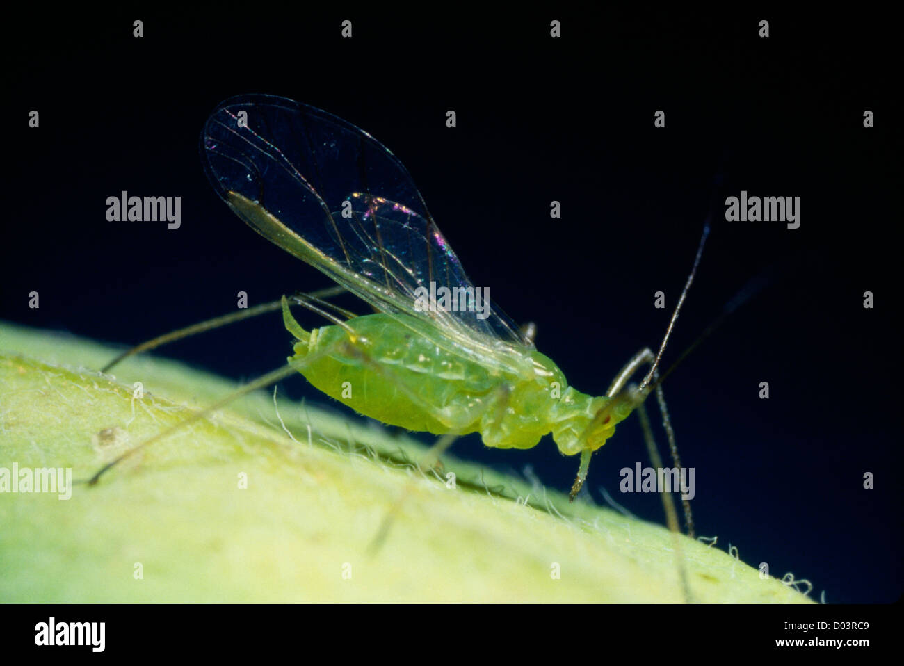 PEA APHID (ACYRTHOSIPHON PISUM) (MACROSIPHUM PISI) WINGED APHIDS ...