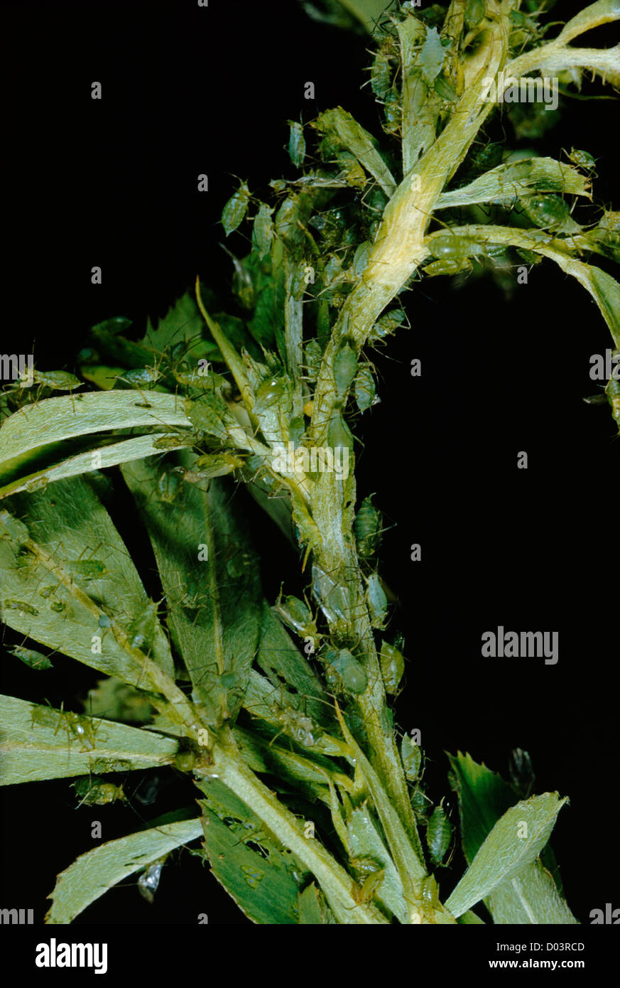 PEA APHID (ACYRTHOSIPHON PISUM) (MACROSIPHUM PISI) ADULT WINGLESS APHID ...